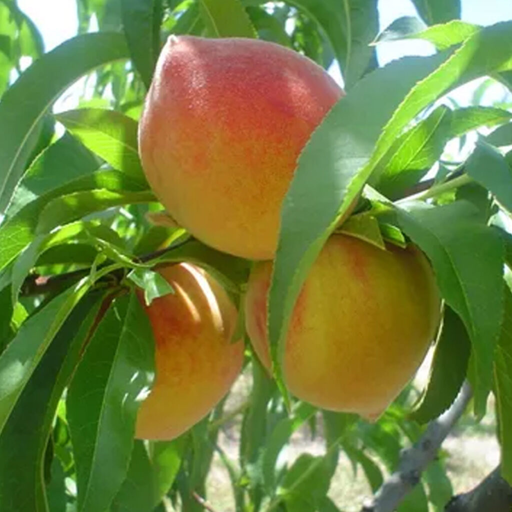 DURAZNO PRISCO – Vivero El Encanto