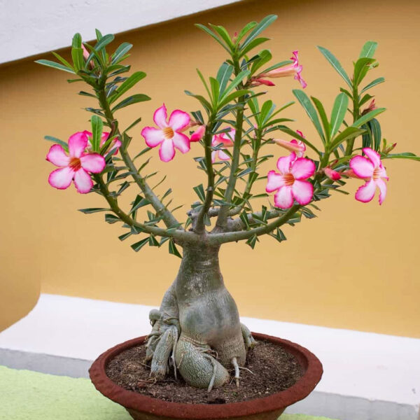 Catálogo – Vivero El Encanto