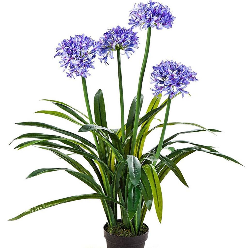 Catálogo – Vivero El Encanto