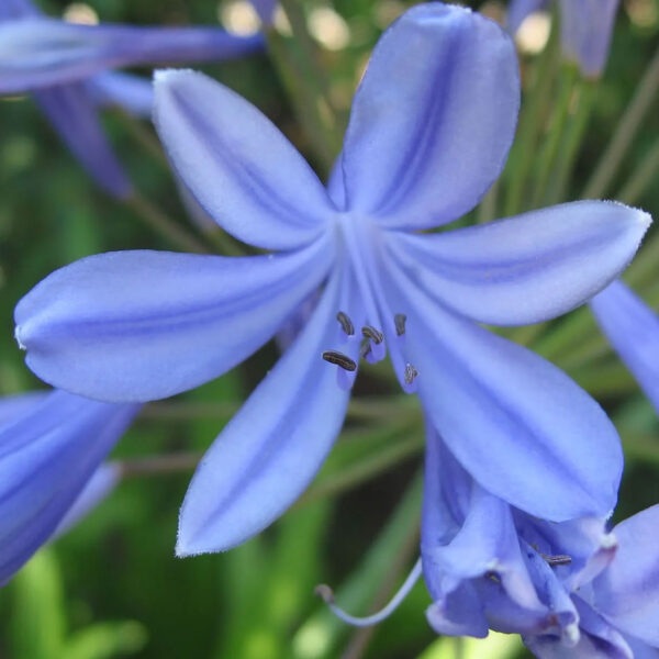 Catálogo – Vivero El Encanto