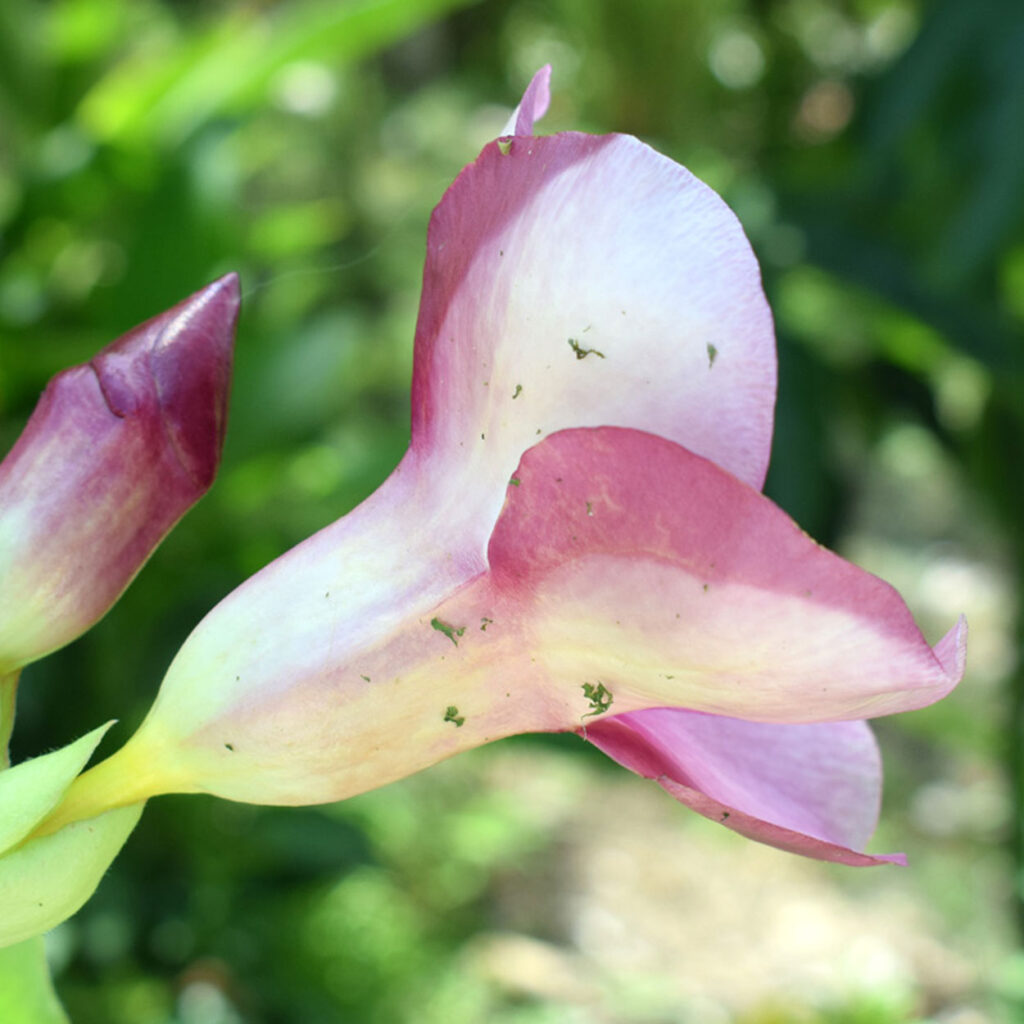 DEDO MORO – Vivero El Encanto