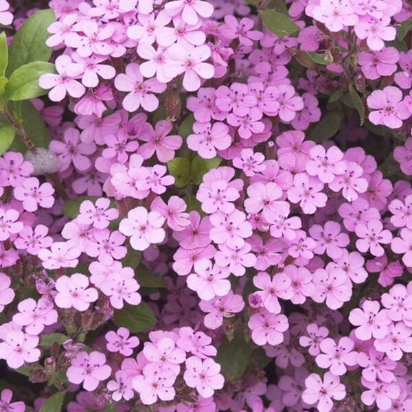 ALBORADA – Vivero El Encanto