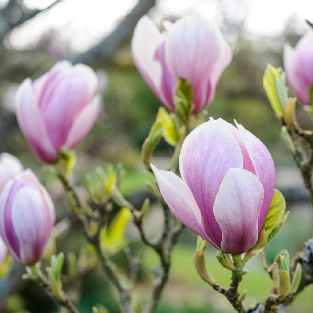 MAGNOLIA – Vivero El Encanto