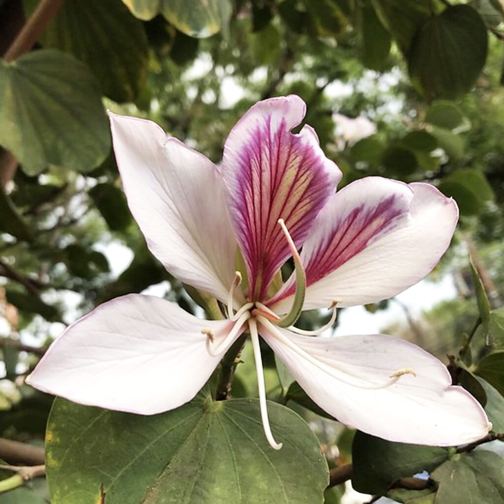 ORQUIDEA PATA DE CABRA – Vivero El Encanto