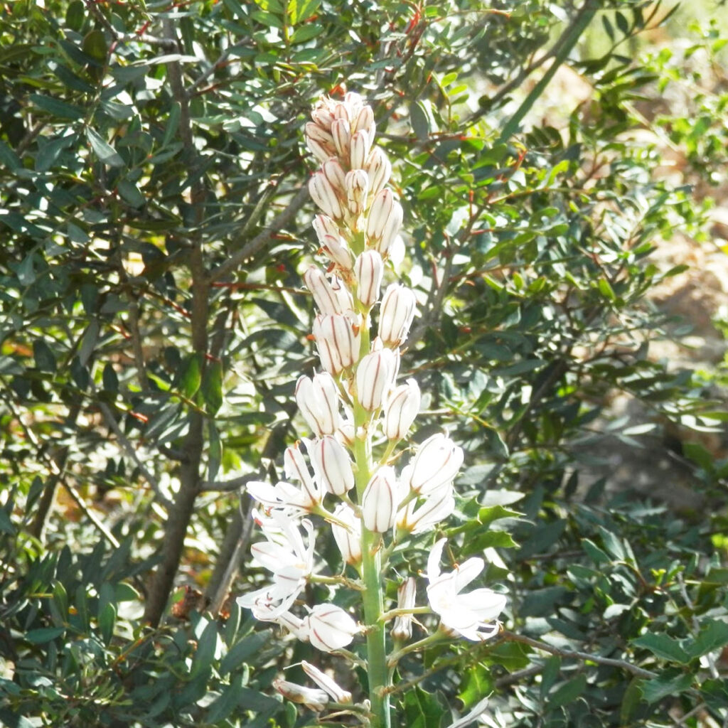 VARA DE SAN JOSE – Vivero El Encanto