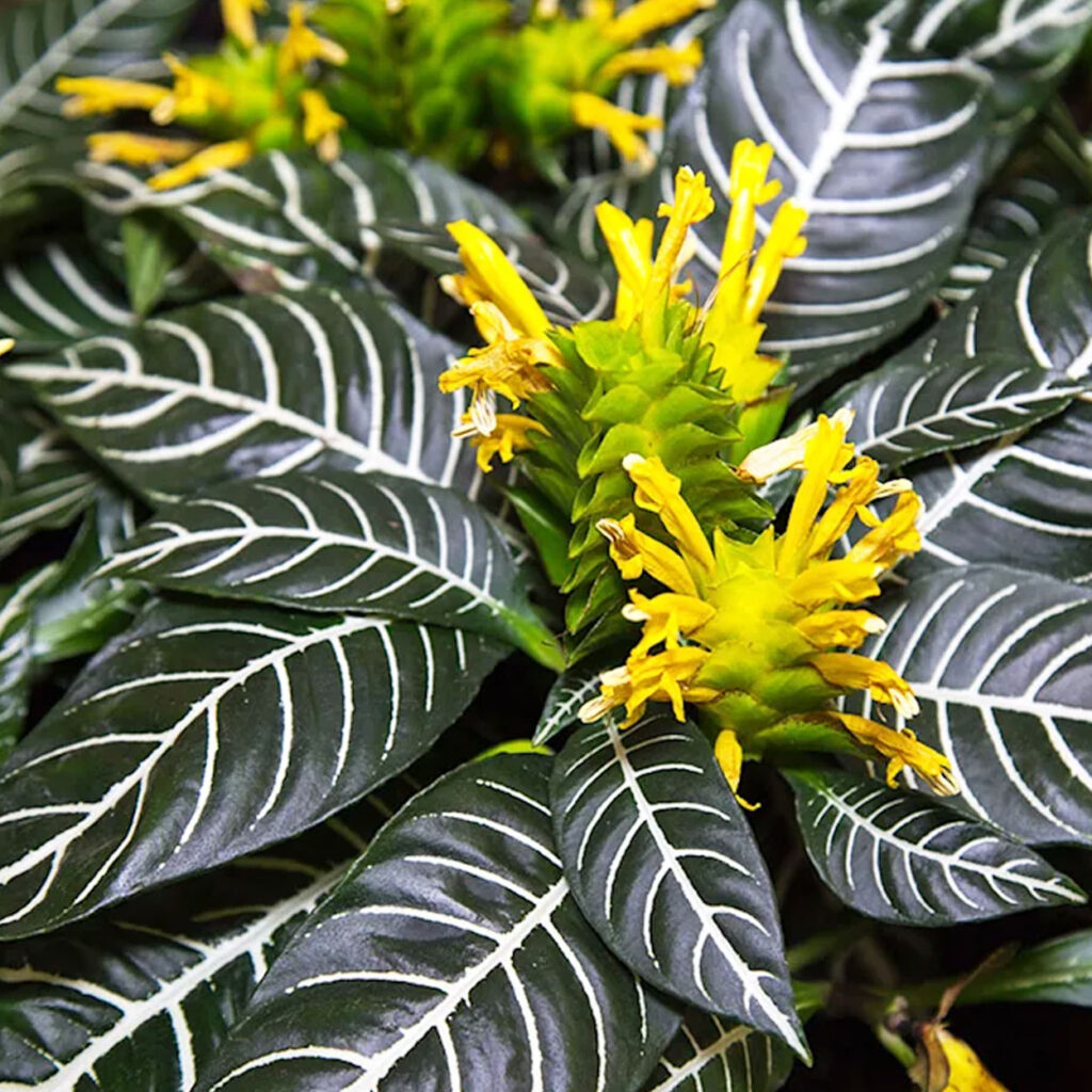 Catálogo – Vivero El Encanto