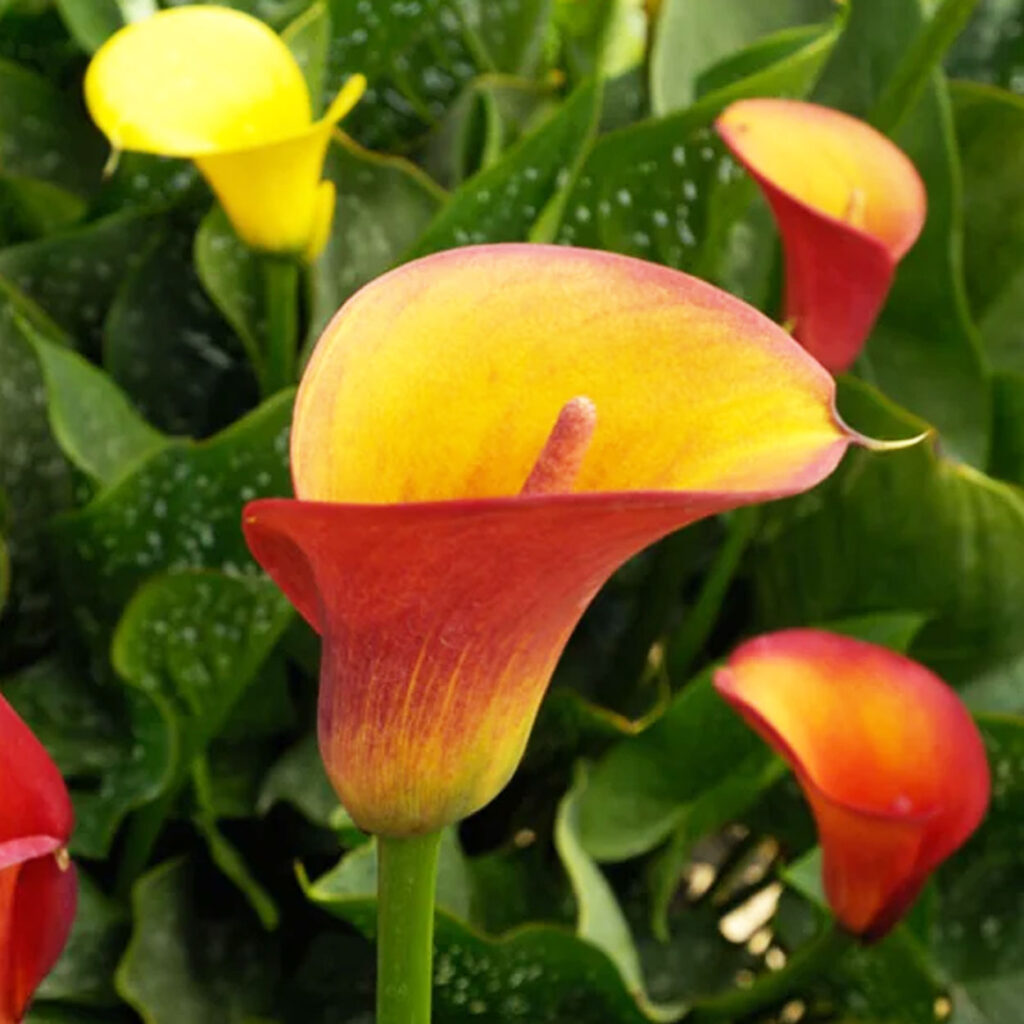 ALCATRAZ DE COLOR – Vivero El Encanto