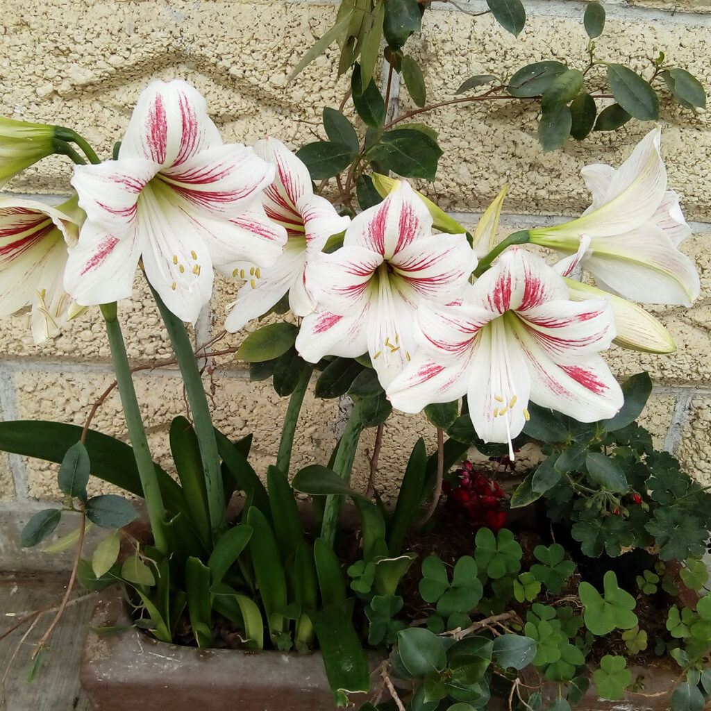 DEDO MORO – Vivero El Encanto