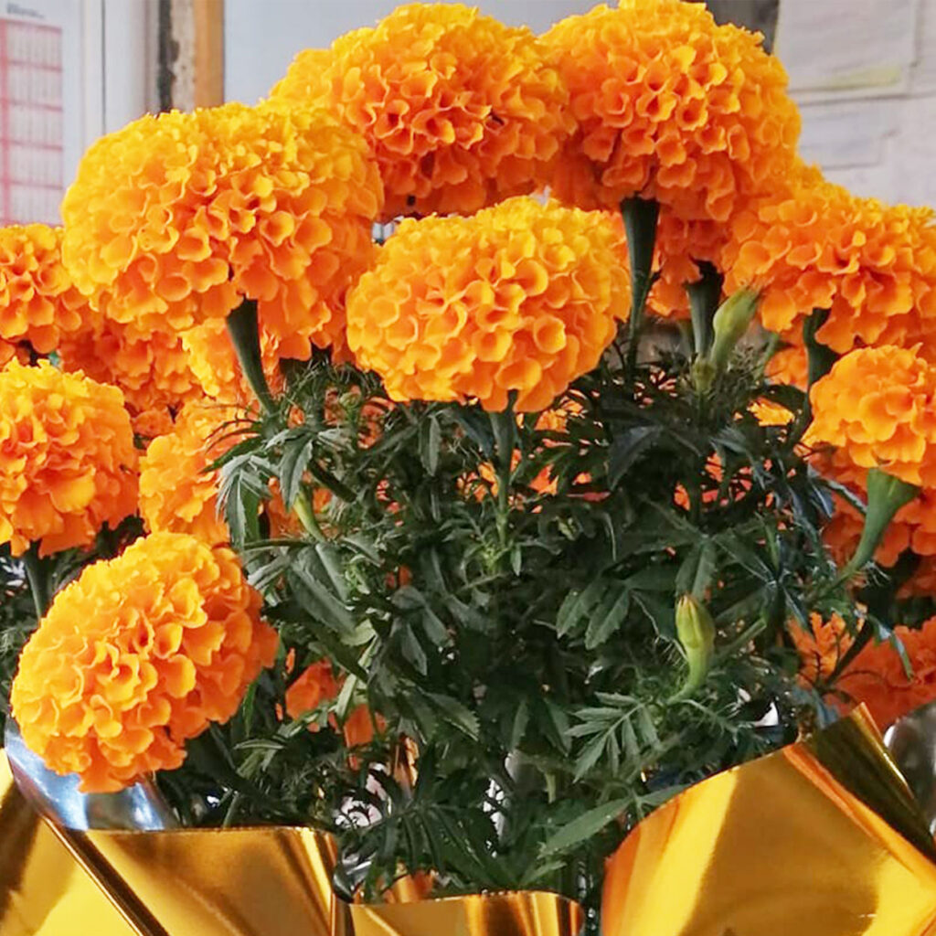 DEDO MORO – Vivero El Encanto