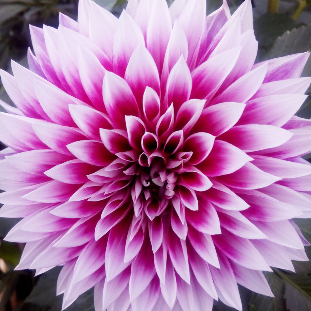 DALIA (Dalion) – Vivero El Encanto