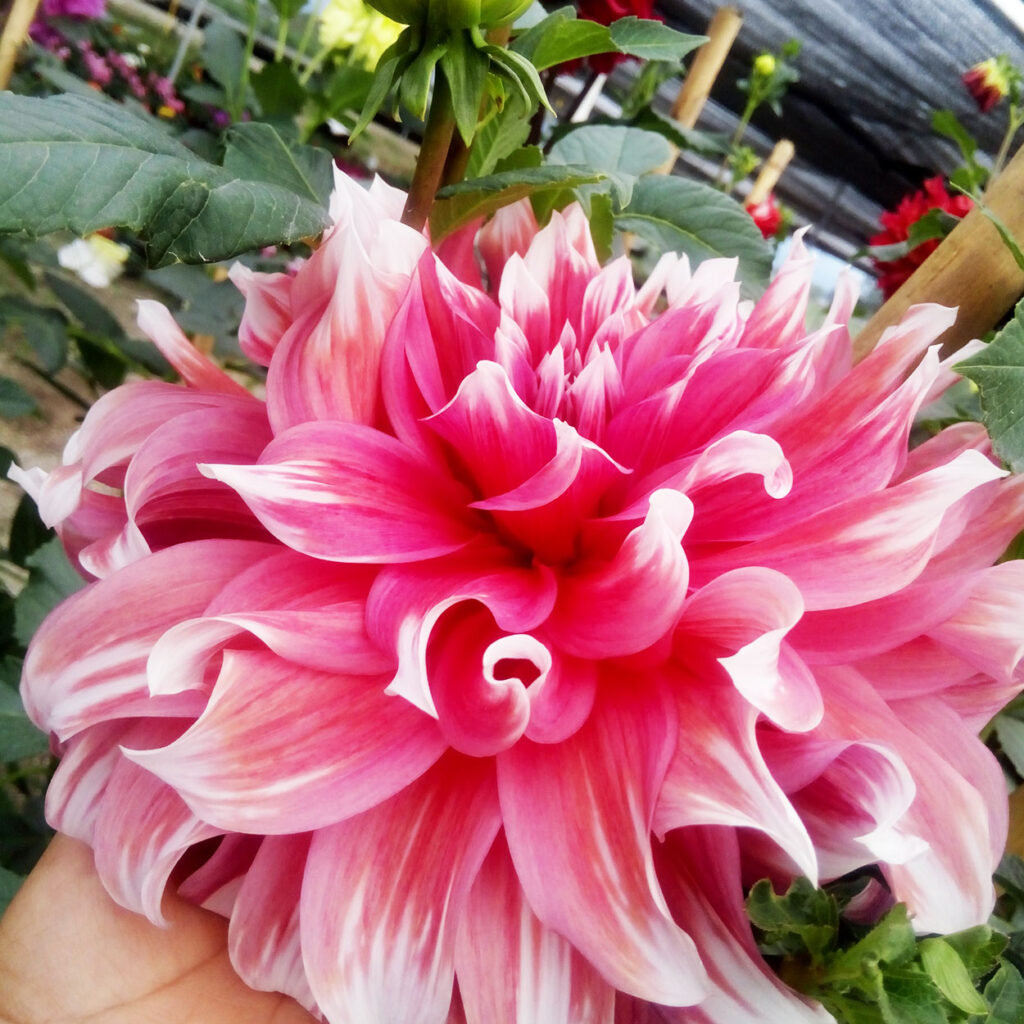 DEDO MORO – Vivero El Encanto