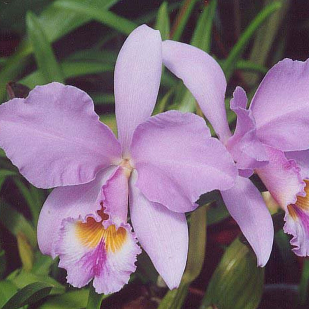 ORQUIDEA CATLEYA – Vivero El Encanto