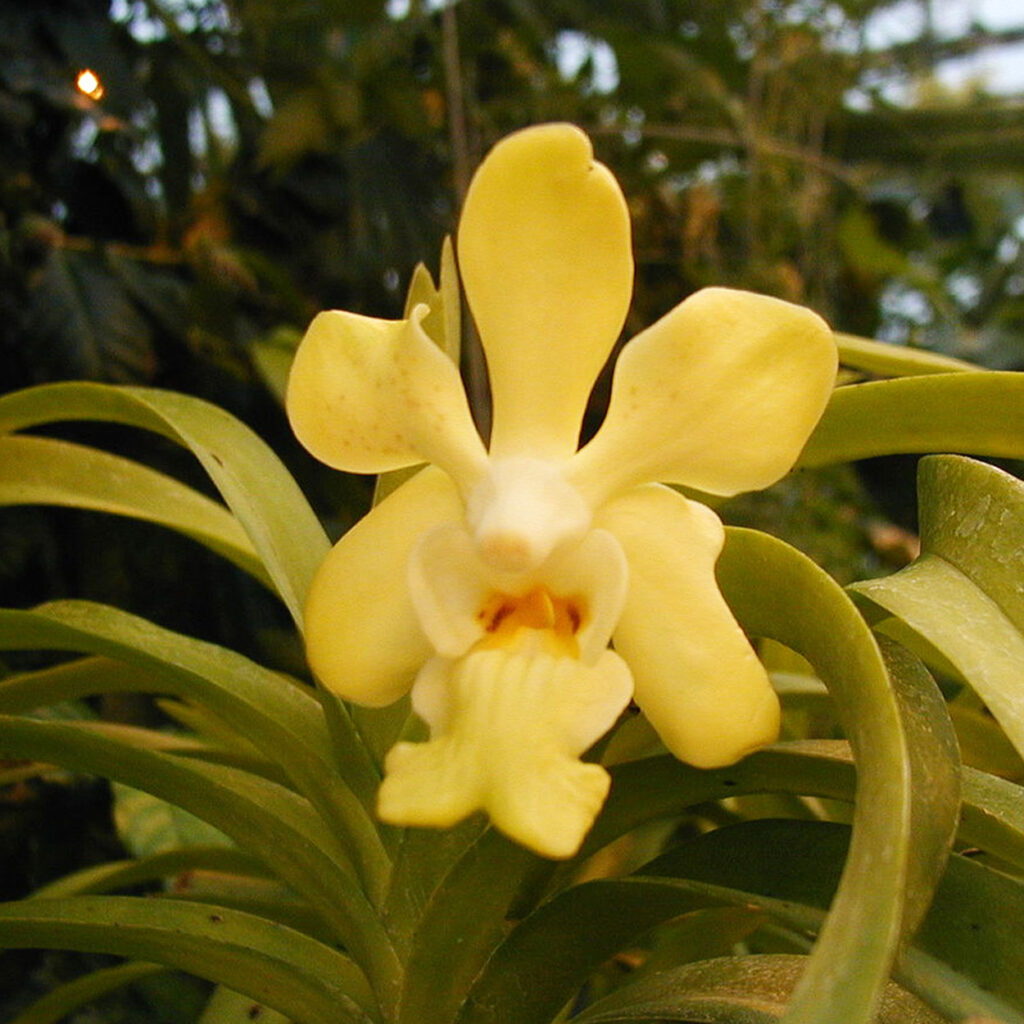 ORQUIDEA VANDA – Vivero El Encanto