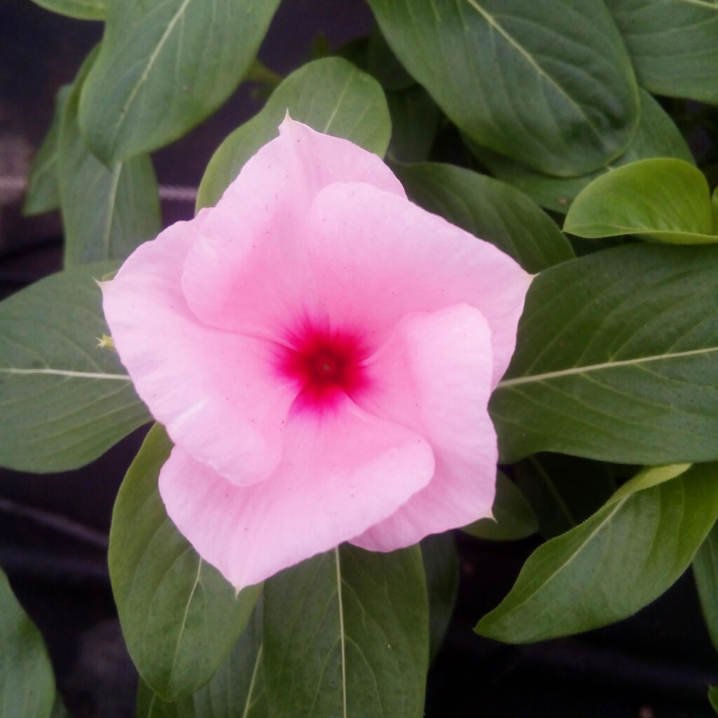 VINCA M6″ F – Vivero El Encanto