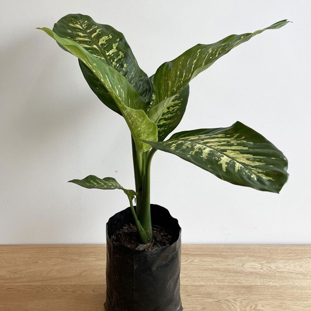 Planta de Sombra – Vivero El Encanto