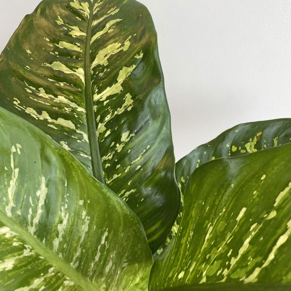 Planta de Sombra – Vivero El Encanto