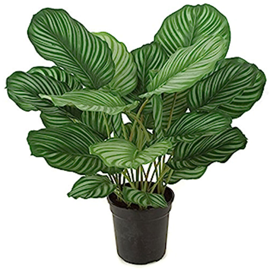 Planta de Sombra – Vivero El Encanto