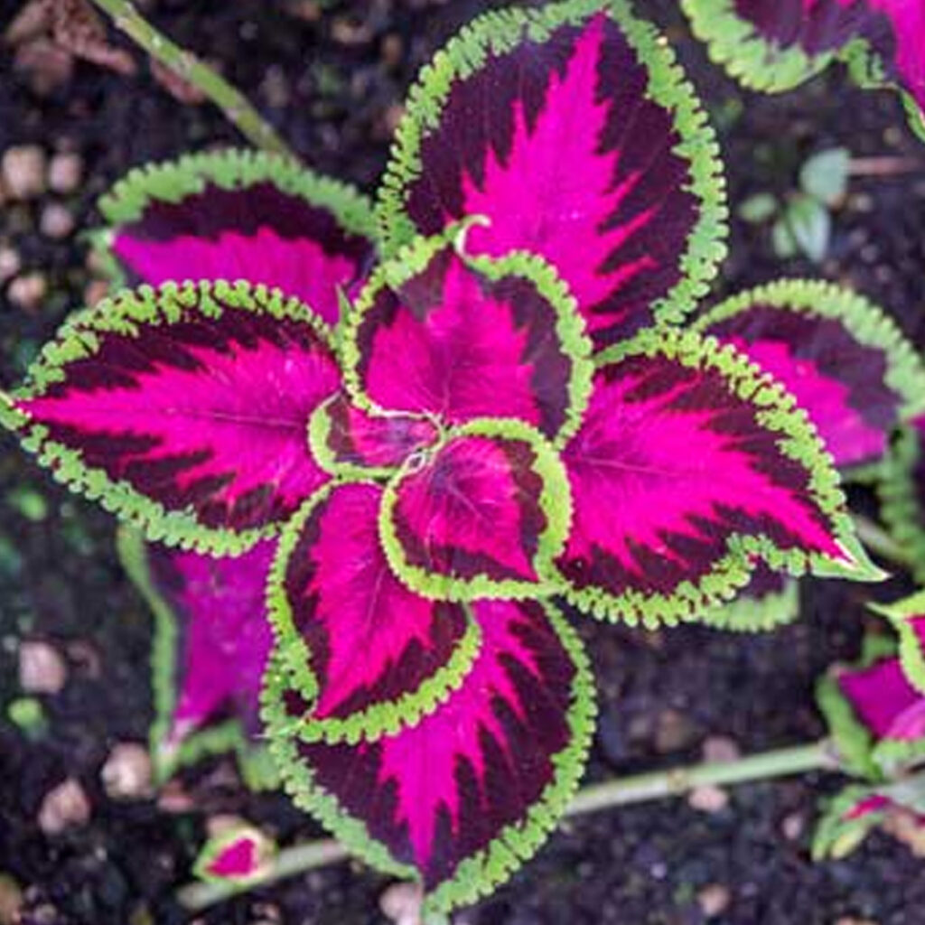 Planta de Sombra – Vivero El Encanto