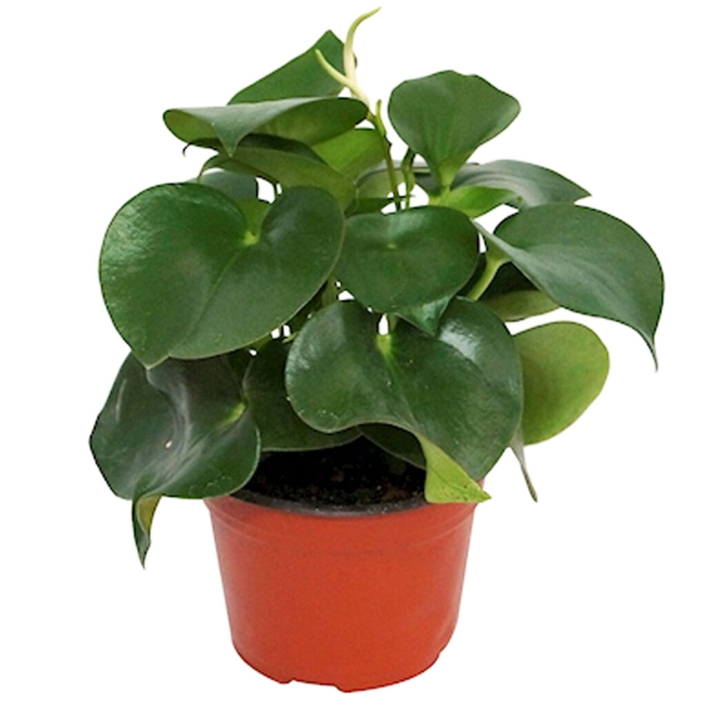 Planta de Sombra – Vivero El Encanto