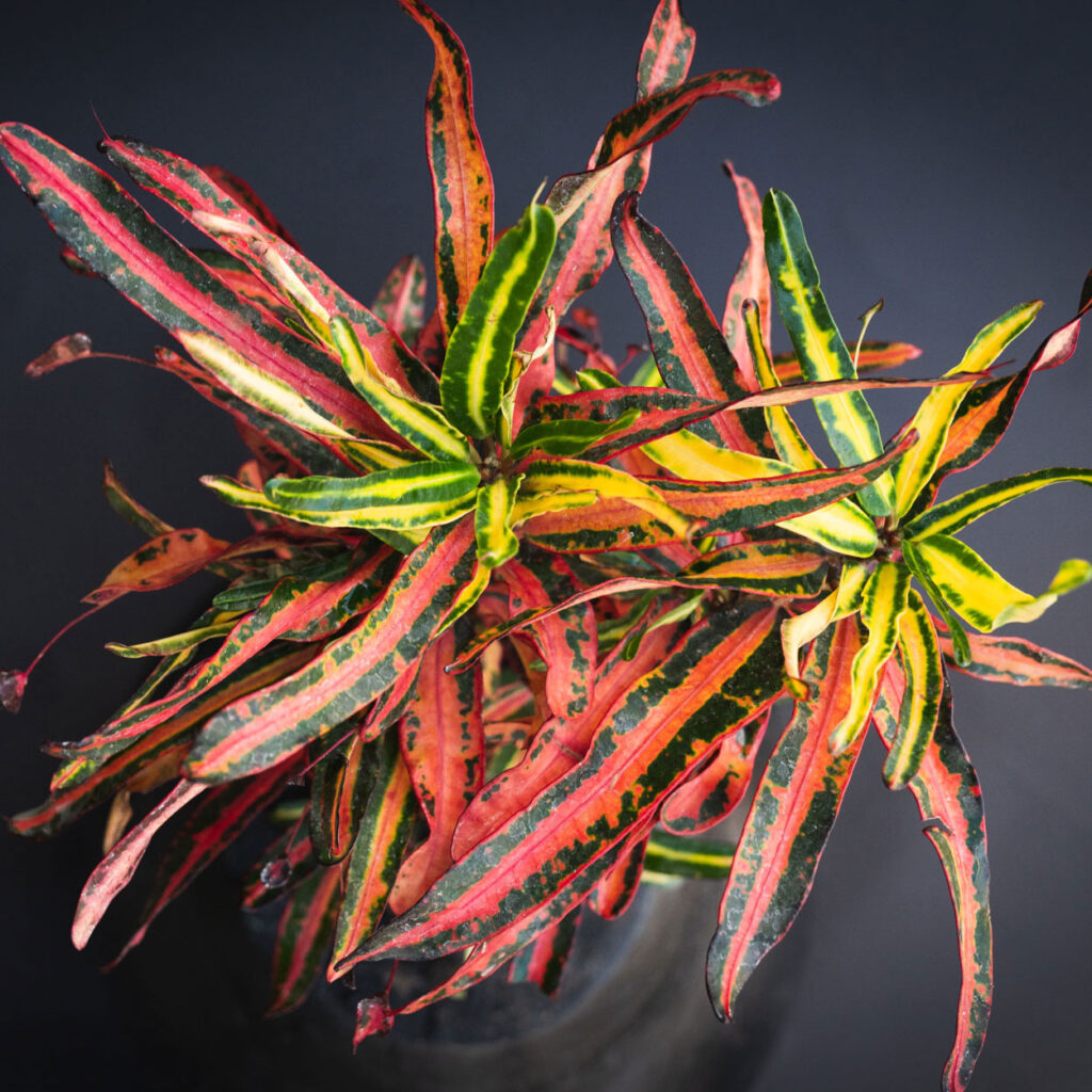 CROTO COLA DE GALLO – Vivero El Encanto