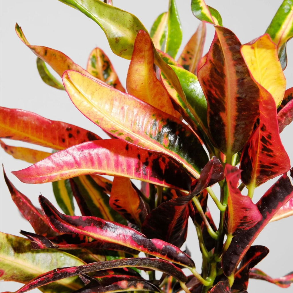 Planta de Sombra – Vivero El Encanto