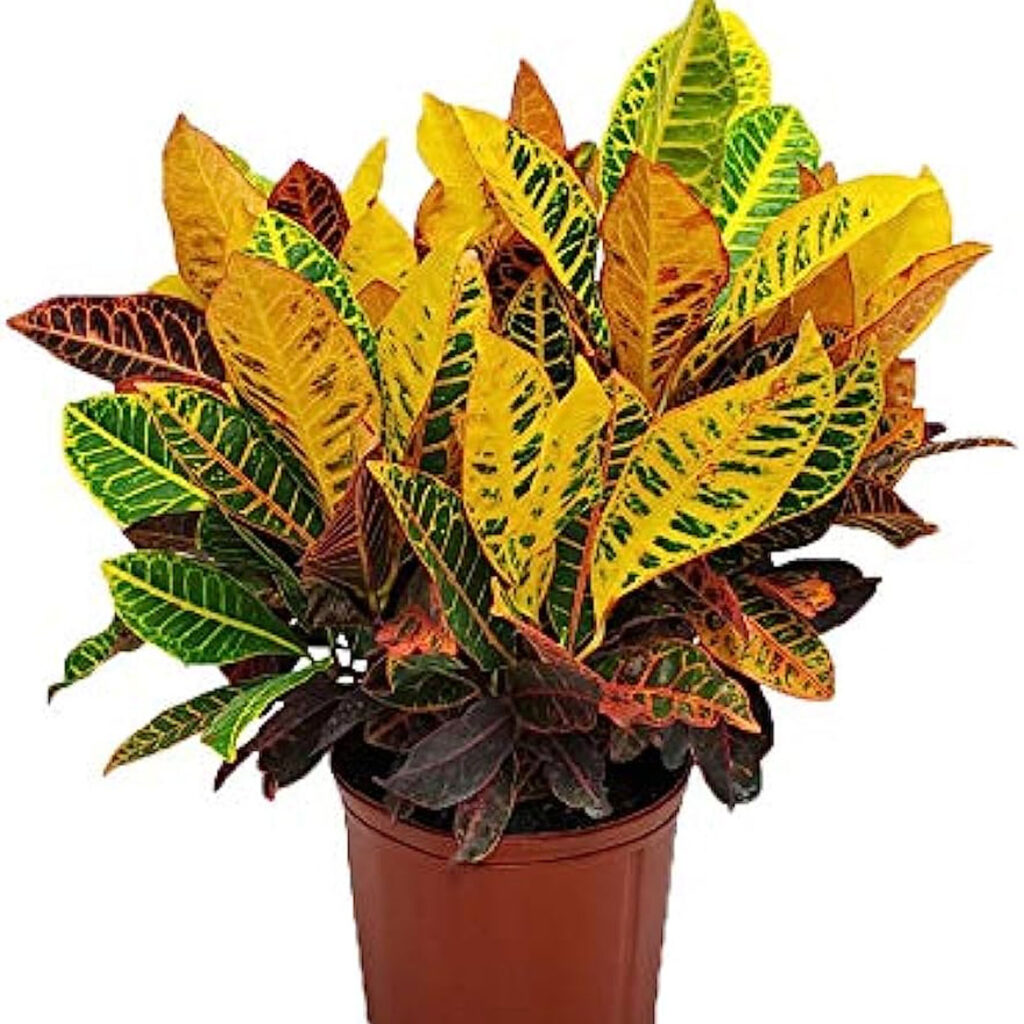 CROTO PETRA M6″ – Vivero El Encanto