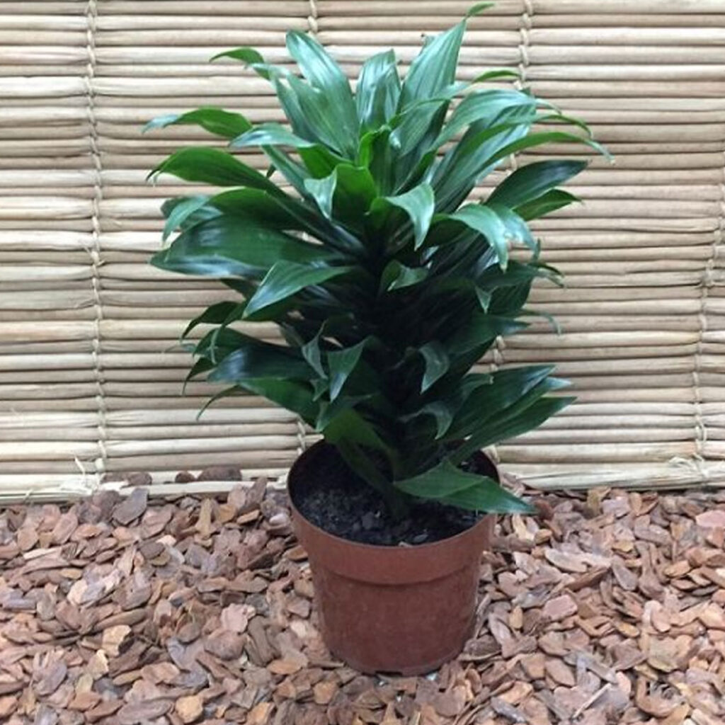 Planta de Sombra – Vivero El Encanto