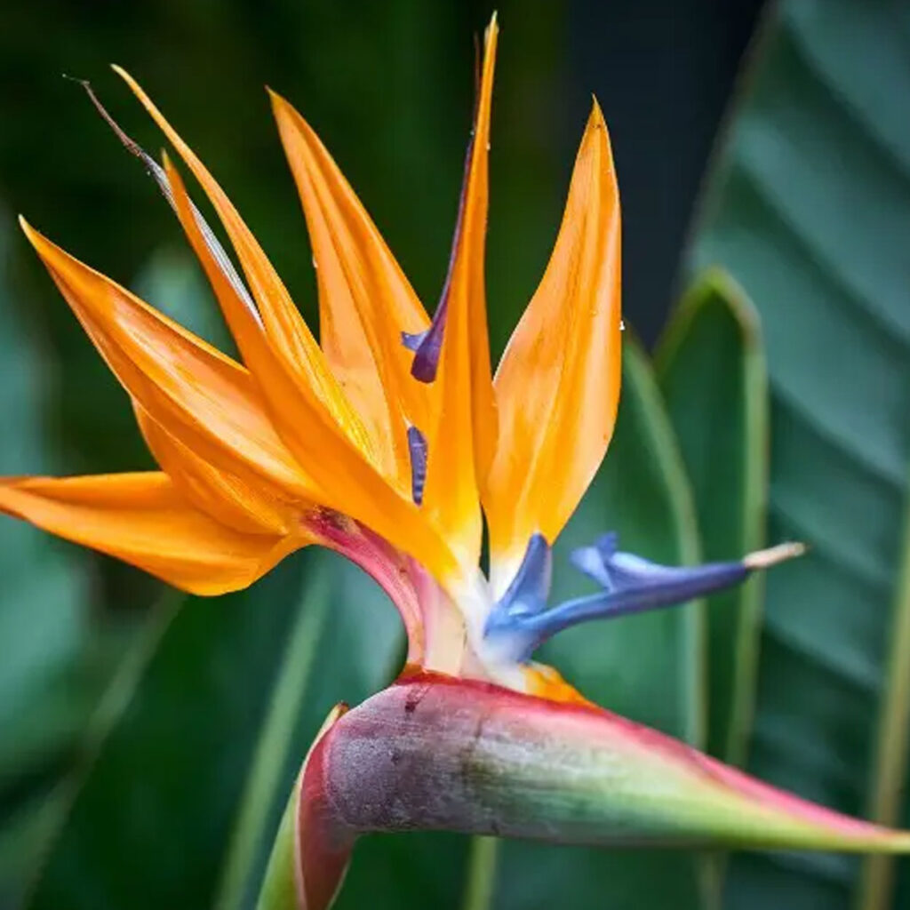 DEDO MORO – Vivero El Encanto