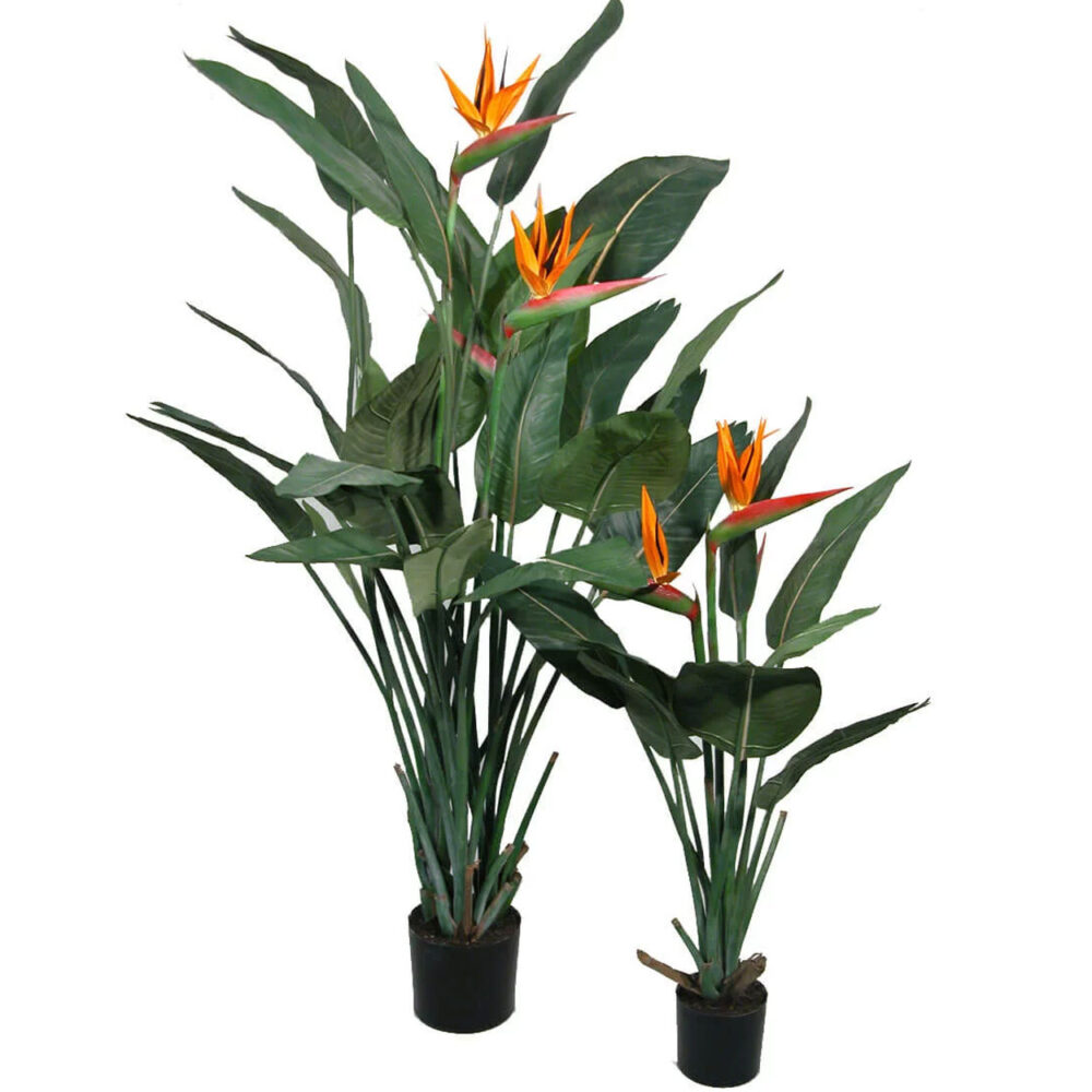 DEDO MORO – Vivero El Encanto