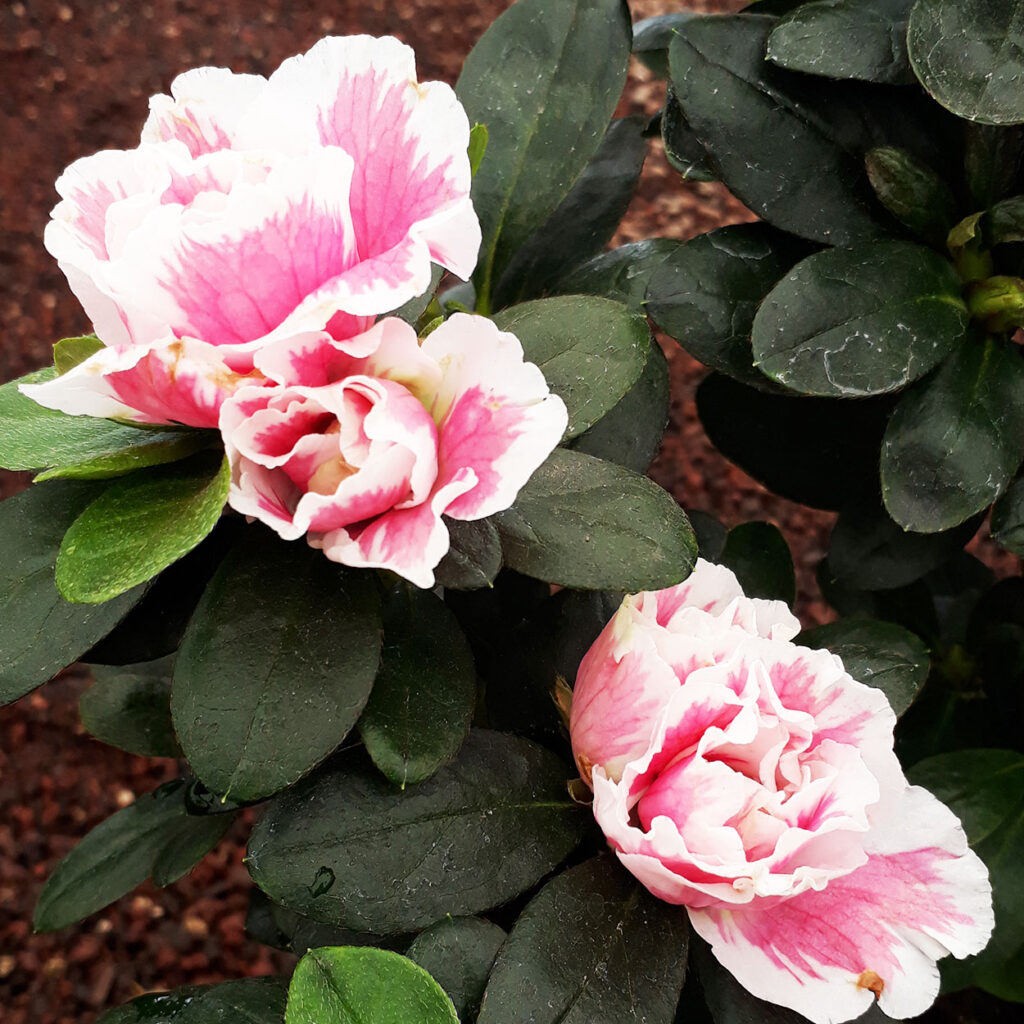 DEDO MORO – Vivero El Encanto