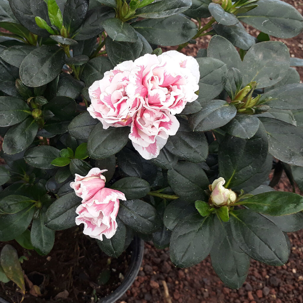 DEDO MORO – Vivero El Encanto