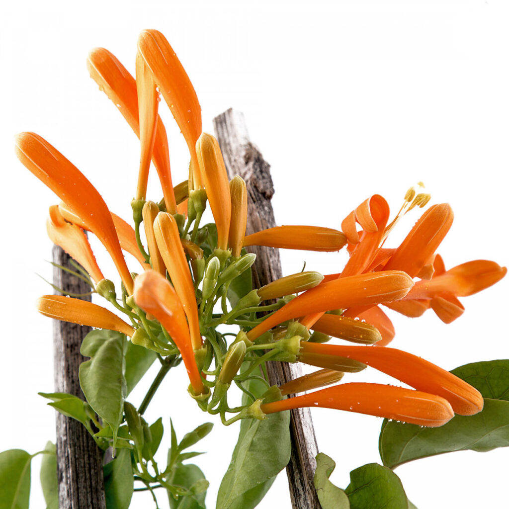 DEDO MORO – Vivero El Encanto