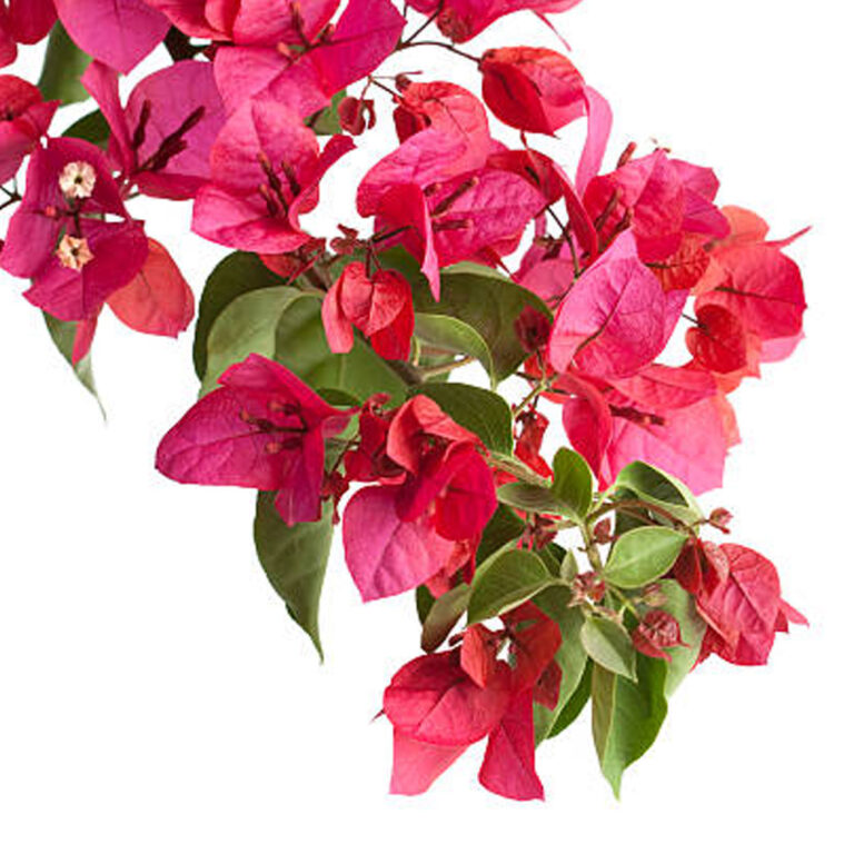 AHUEHUETE – Vivero El Encanto