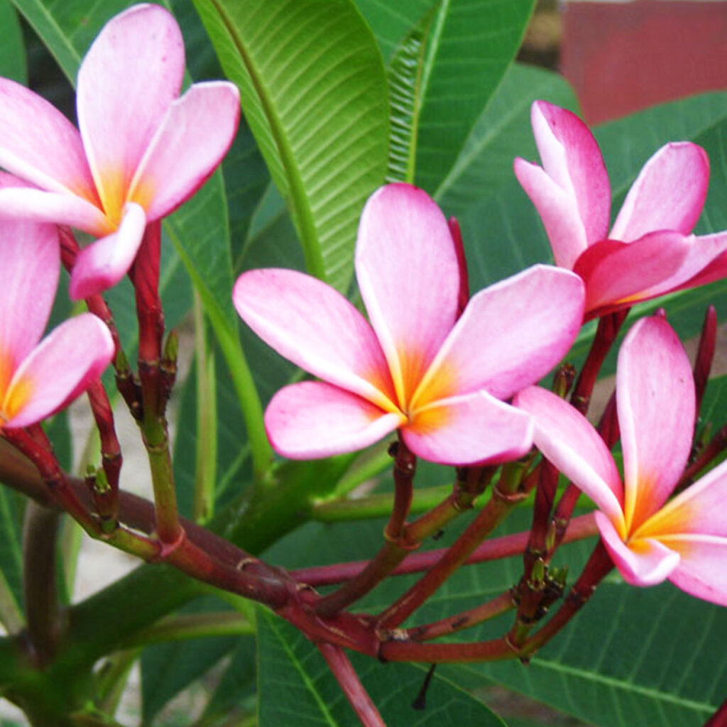 DEDO MORO – Vivero El Encanto