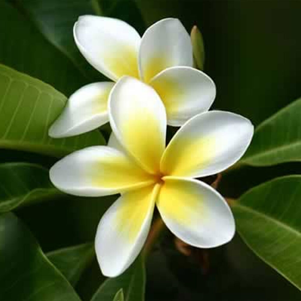 DEDO MORO – Vivero El Encanto