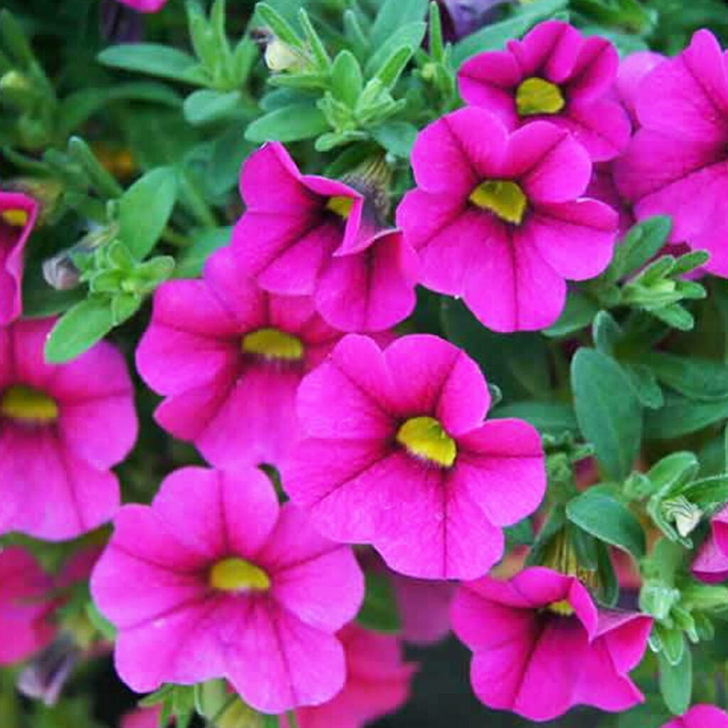 DEDO MORO – Vivero El Encanto