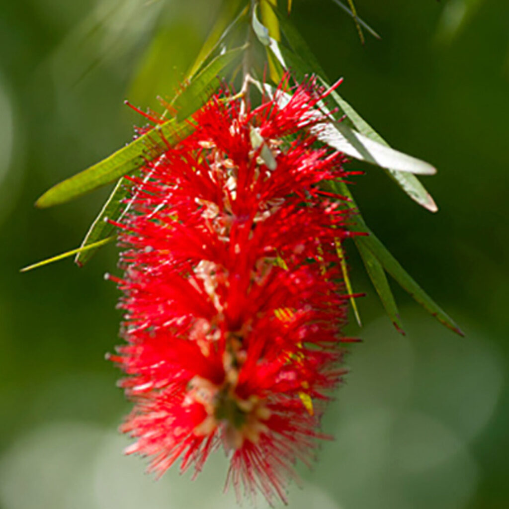 DEDO MORO – Vivero El Encanto