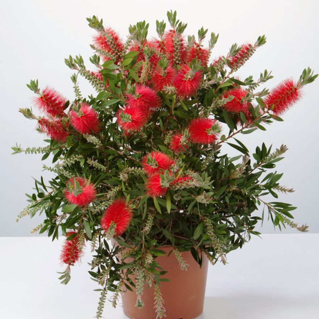 DEDO MORO – Vivero El Encanto