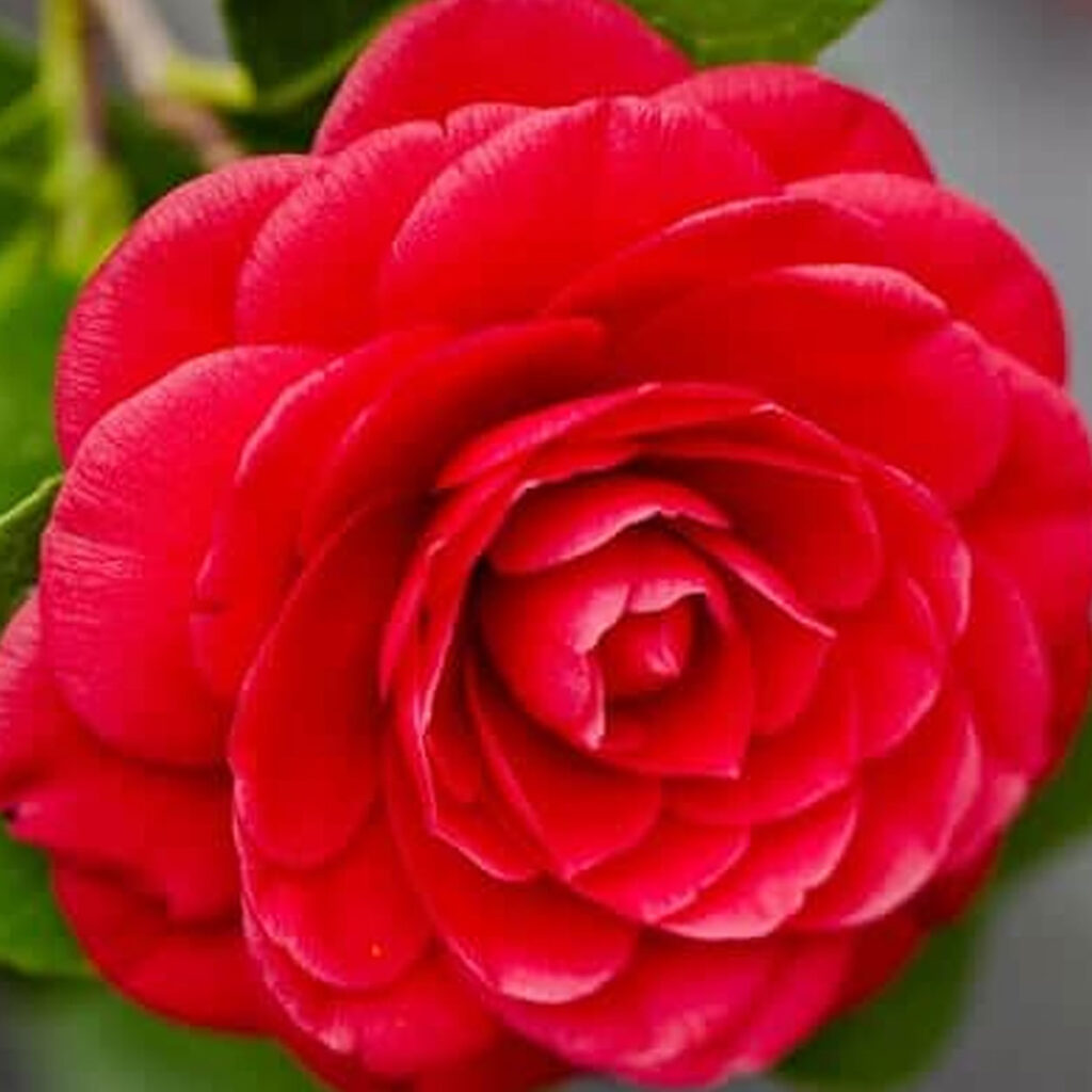 DEDO MORO – Vivero El Encanto