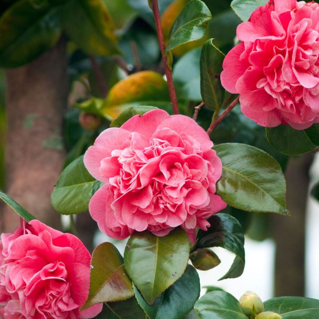 DEDO MORO – Vivero El Encanto