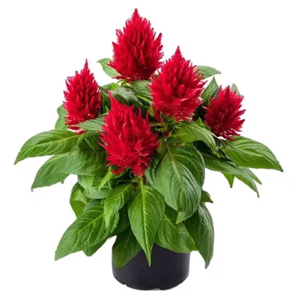 DEDO MORO – Vivero El Encanto