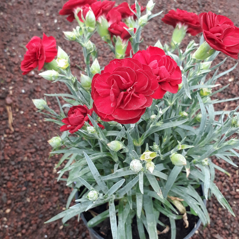 DEDO MORO – Vivero El Encanto