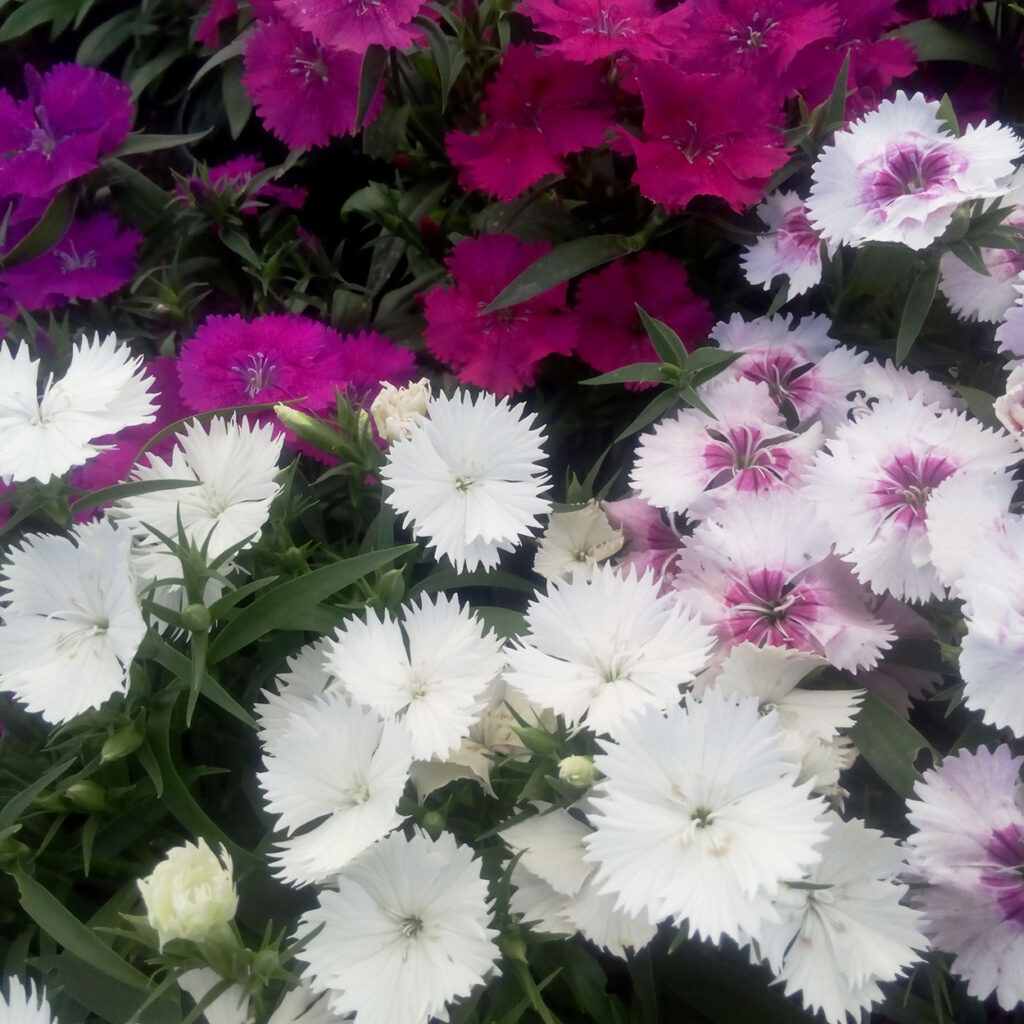 DEDO MORO – Vivero El Encanto