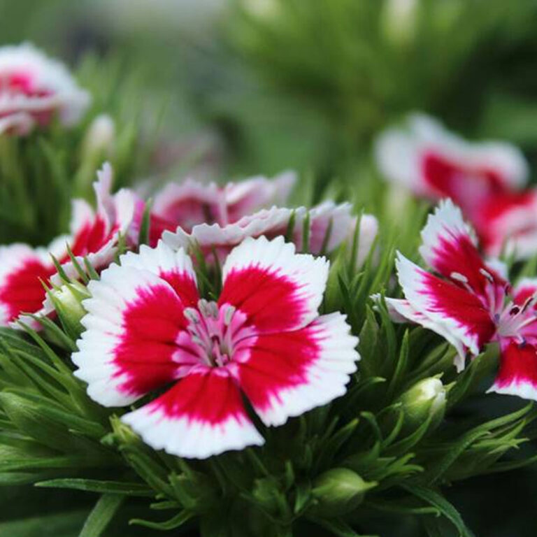 DEDO MORO – Vivero El Encanto