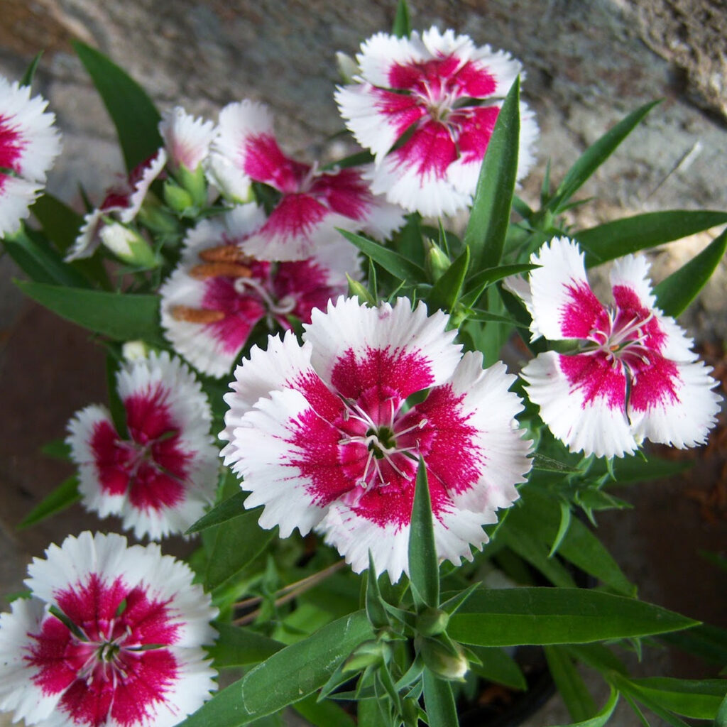 CLAVELLINA ELEGANTE – Vivero El Encanto