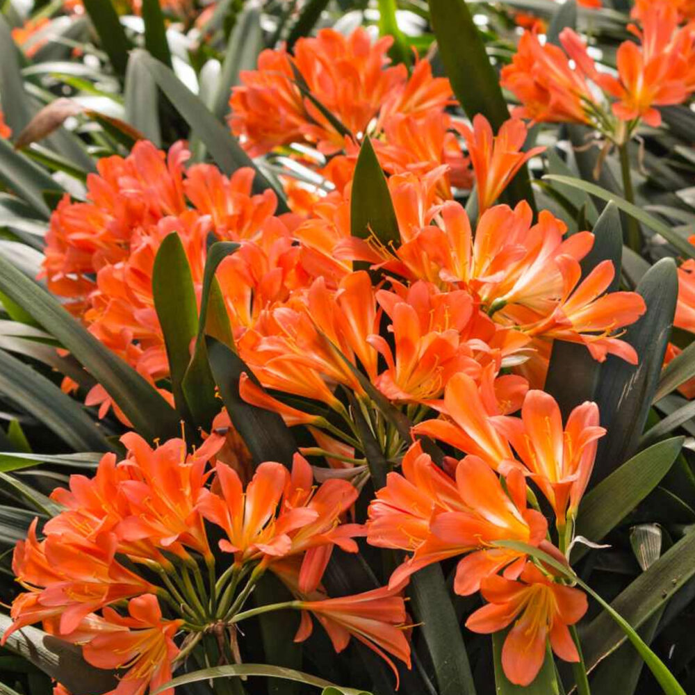 DEDO MORO – Vivero El Encanto