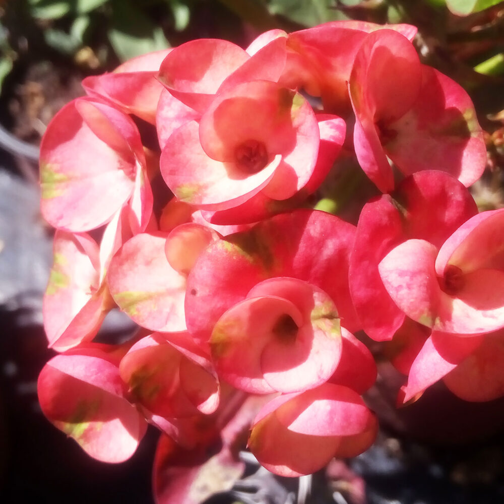 DEDO MORO – Vivero El Encanto