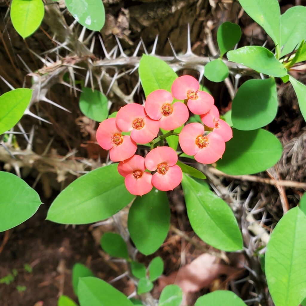 DEDO MORO – Vivero El Encanto