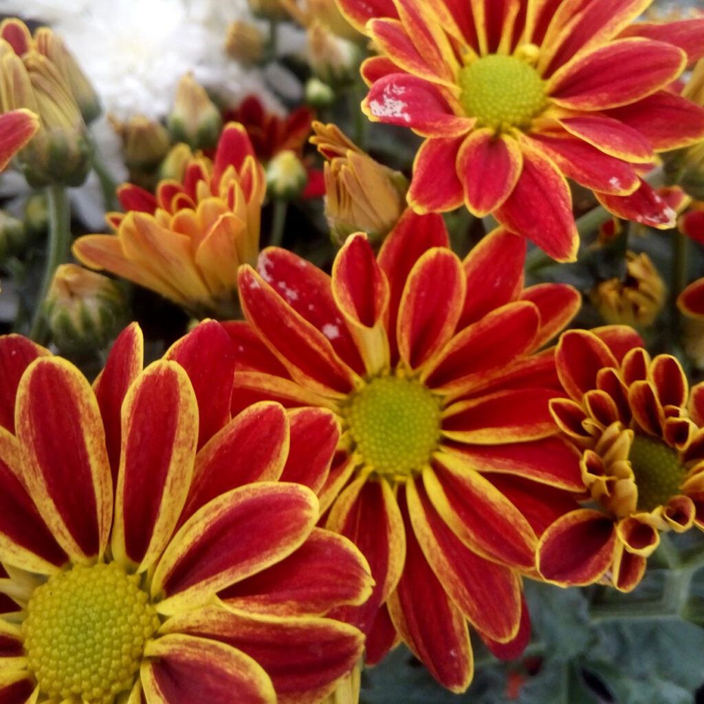 CRISANTEMO M6″F – Vivero El Encanto