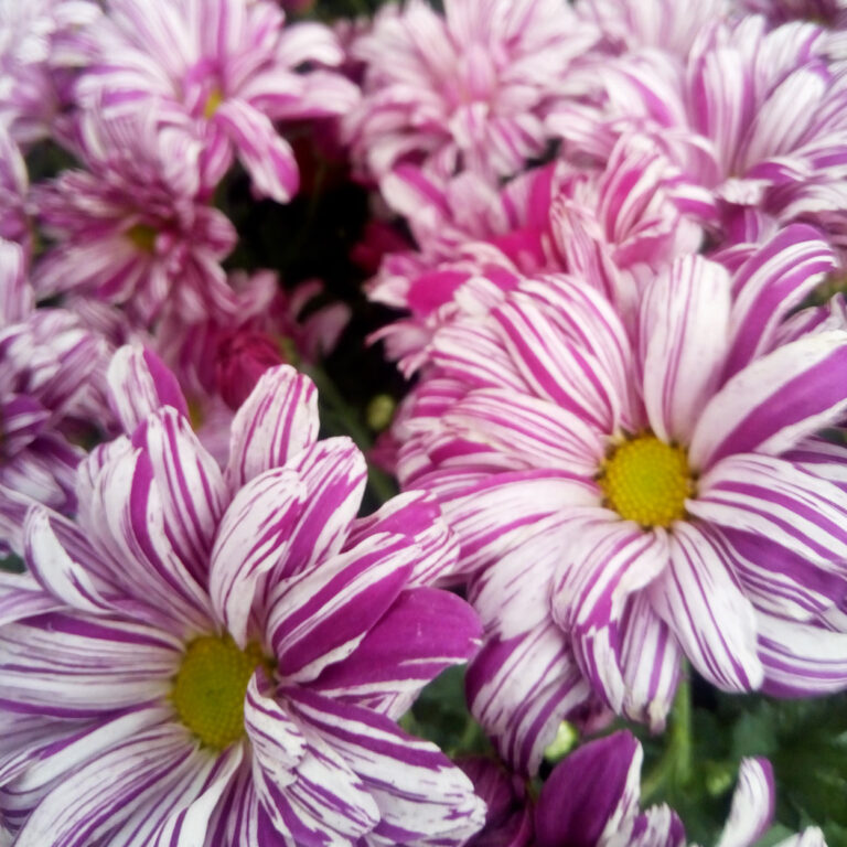 TE LIMON – Vivero El Encanto